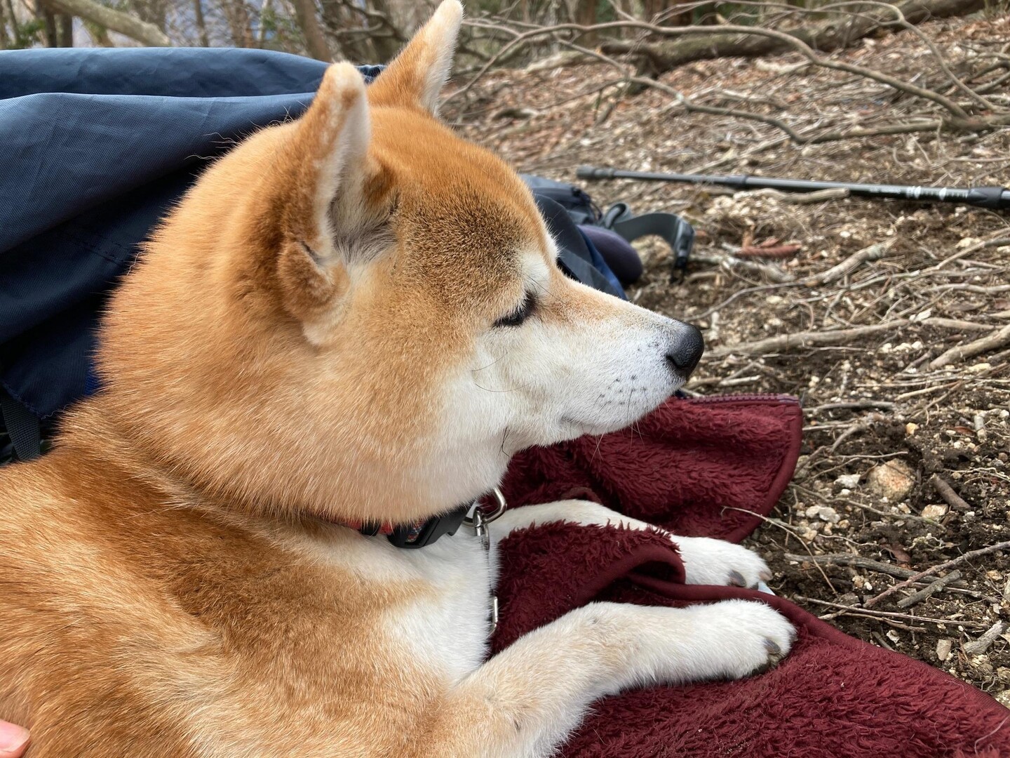 柴犬花と。雲母峰とP791まで / パンばさみさんの入道ヶ岳・鎌ヶ岳・仙ヶ岳の活動日記 | YAMAP / ヤマップ