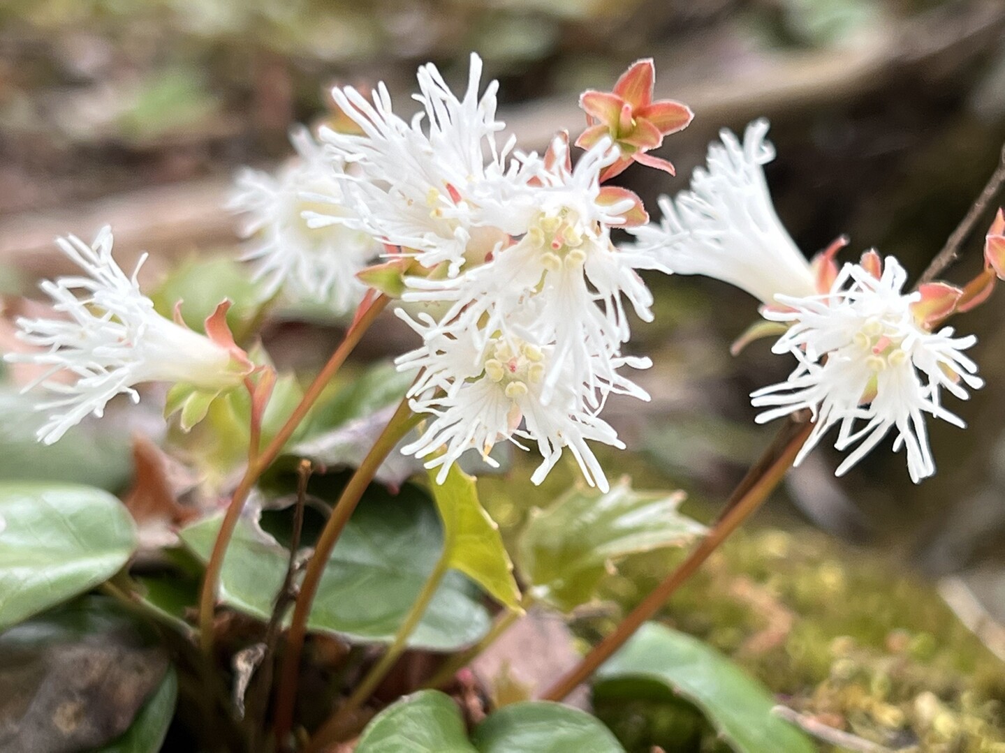 OK👍 ️斑根石山・古賀志山・天狗鳥屋・長倉山 / みっつさんの古賀志山・赤岩山・鞍掛山・男抱山・半蔵山の活動データ | YAMAP / ヤマップ
