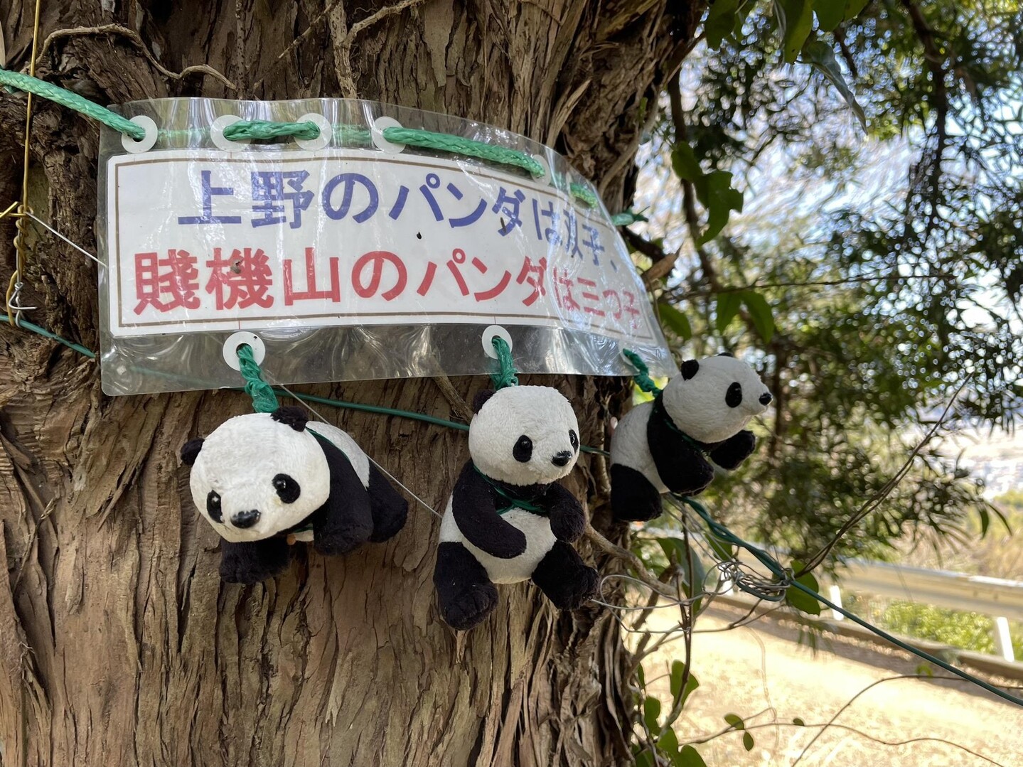 2023.02.06 浅間山・賤機山・茶臼山・福成山 / tmkさんの賤機山の活動データ | YAMAP / ヤマップ