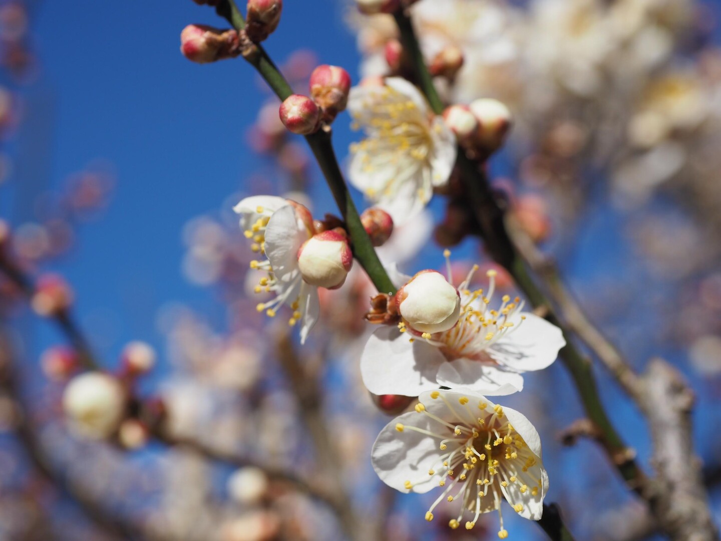 越生梅林と大高取山 / Rougeさんの大高取山の活動日記 | YAMAP / ヤマップ