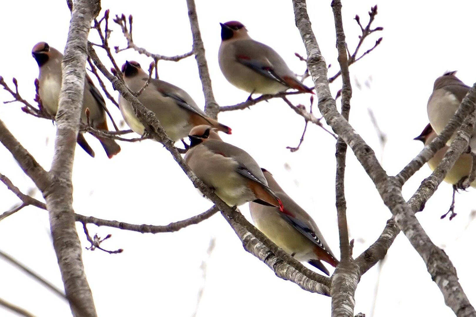 雪 ️の中の野鳥🐦🐿️ (1/2〜1... / yosi＆ryoさんのモーメント | YAMAP / ヤマップ