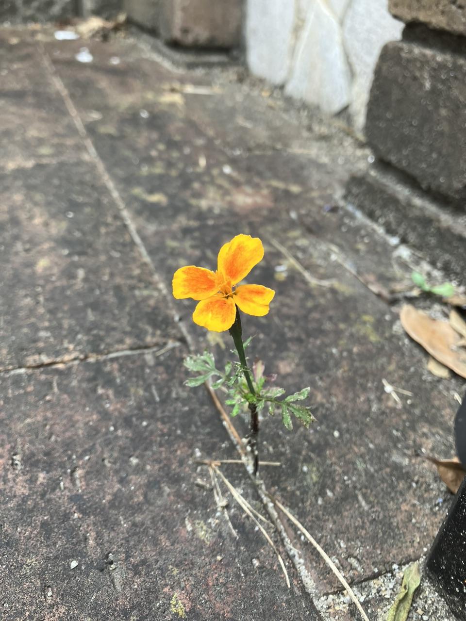 まっすーのページ | YAMAP / ヤマップ