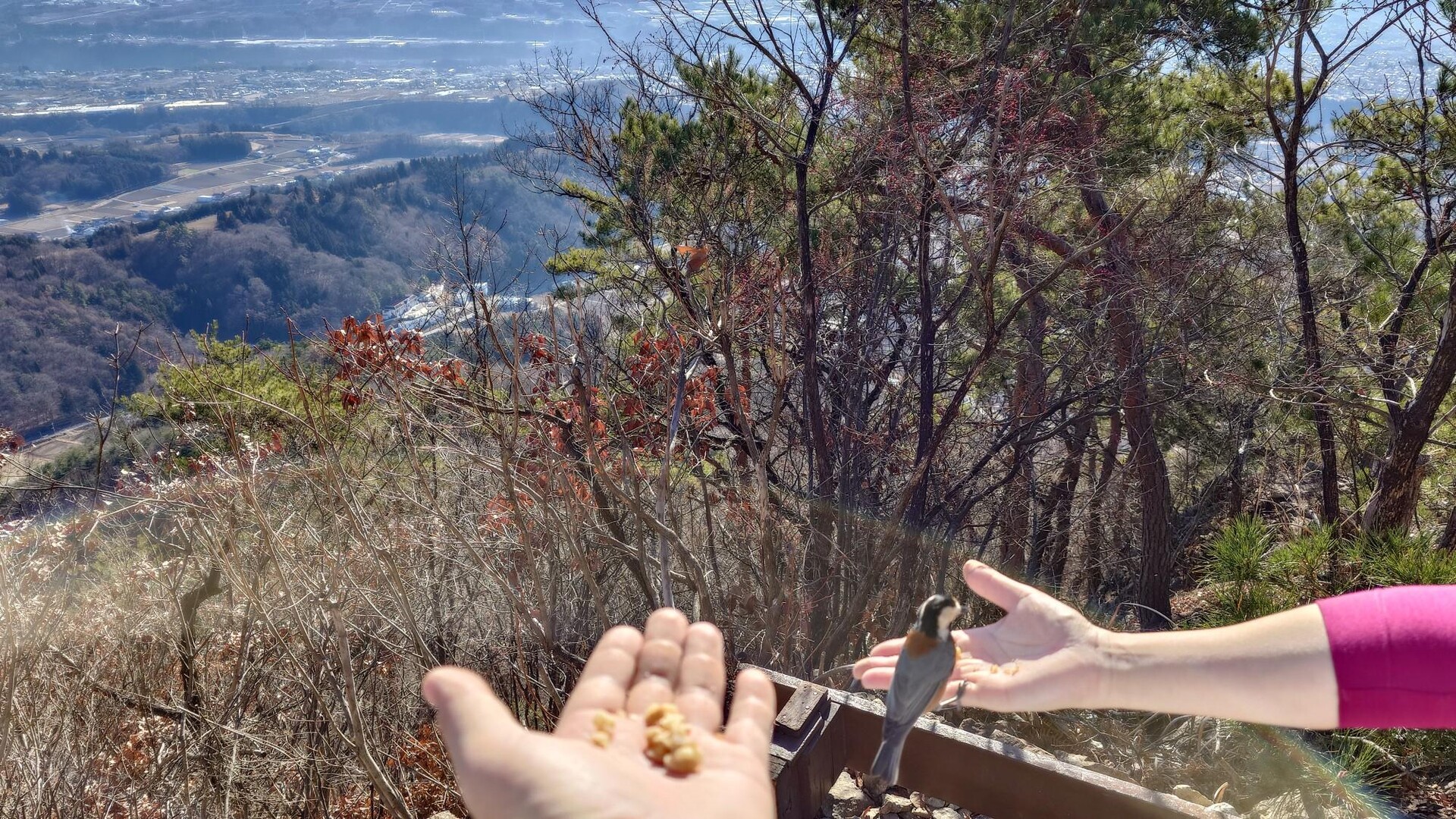 ヤマガラを愛でる。戸神山 / s_nakanoさんの三峰山の活動データ | YAMAP / ヤマップ