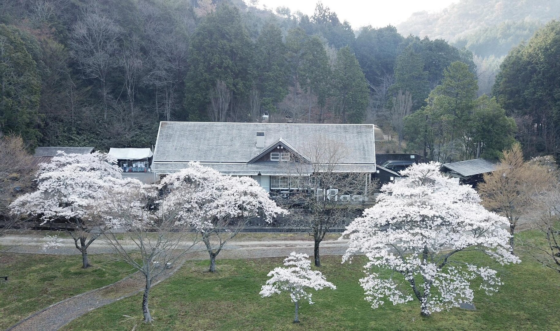 周南市鹿野 せせらぎパークの桜🌸🌸 ... / M.Mさんのモーメント | YAMAP / ヤマップ