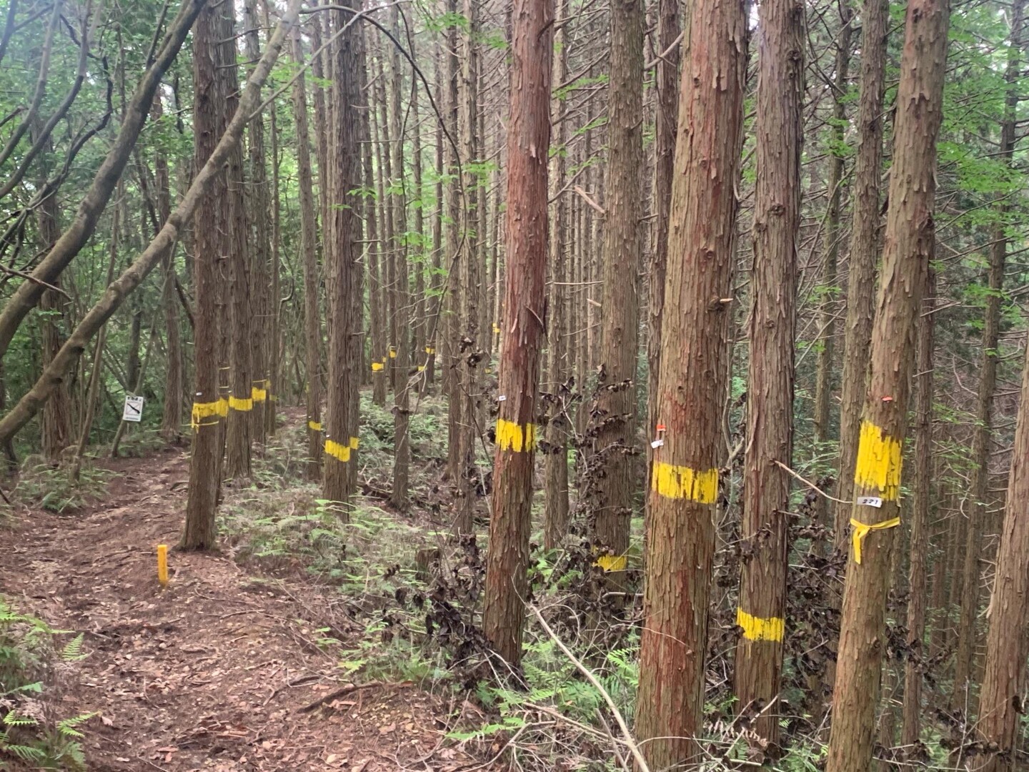 音羽山からの帰り、国分団地までピストンの... / hikkyさんのモーメント | YAMAP / ヤマップ