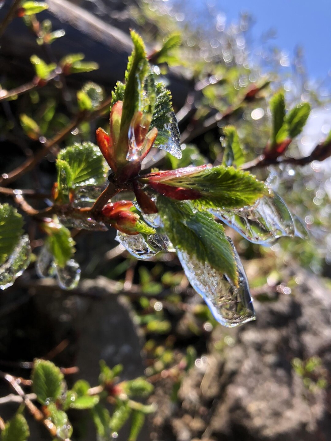 岩木山 / 0309さんの岩木山（岩鬼山）・鳥海山・鍋森山の活動日記 | YAMAP / ヤマップ