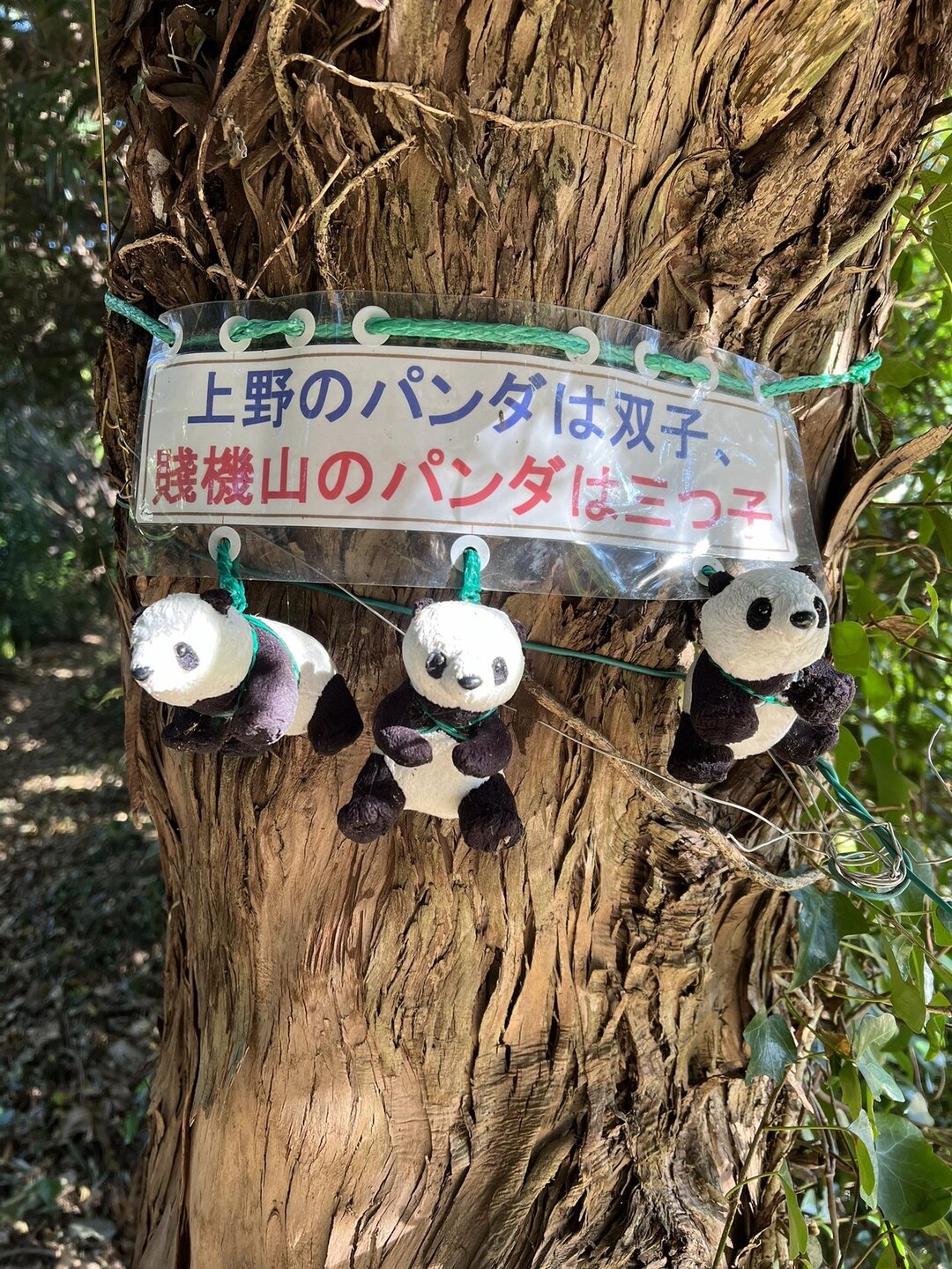 浅間山・賤機山・茶臼山・福成山は腰痛で断念⤵︎ / beginner Masaさんの賤機山の活動データ | YAMAP / ヤマップ