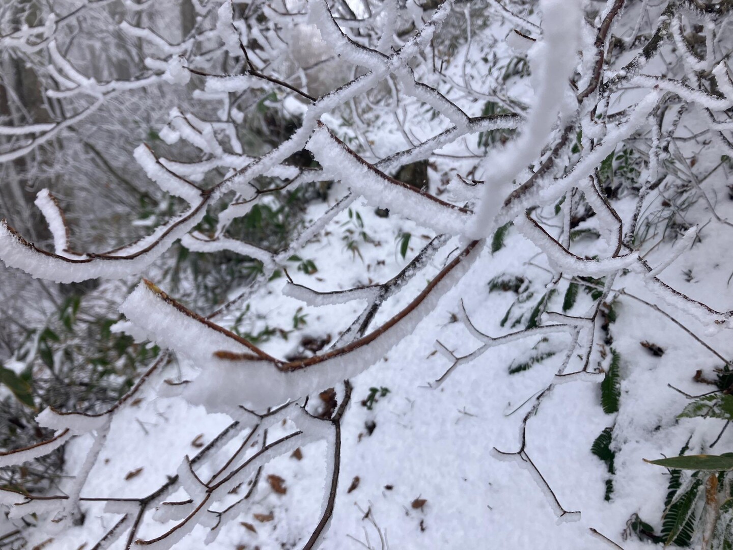 瀧山㊗️初冠雪 / TKMさんの蔵王山・雁戸山・不忘山の活動データ | YAMAP / ヤマップ