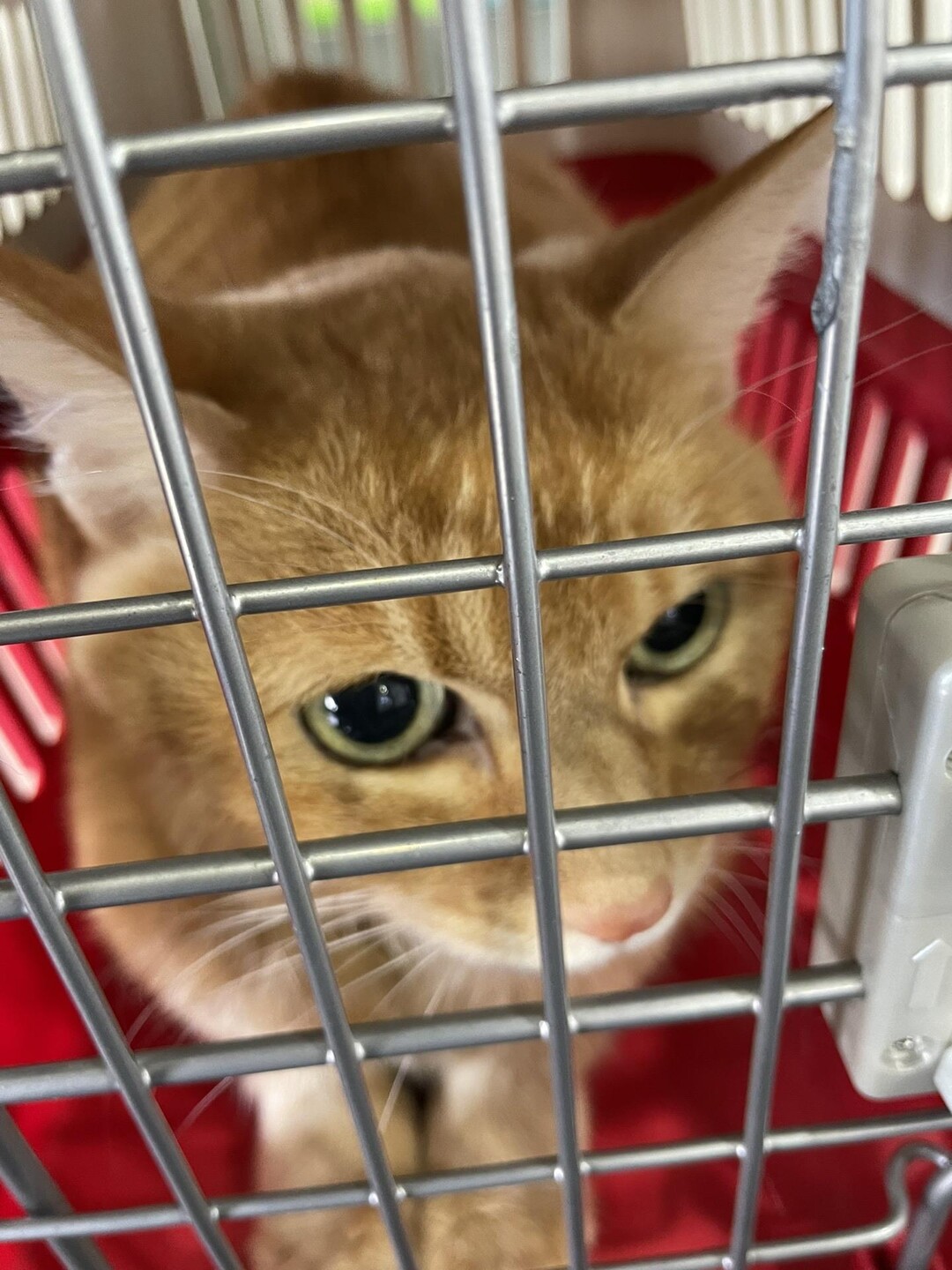 本日月1回の定期検診日 何度来ても怖いよ... / Kuさんのモーメント | YAMAP / ヤマップ