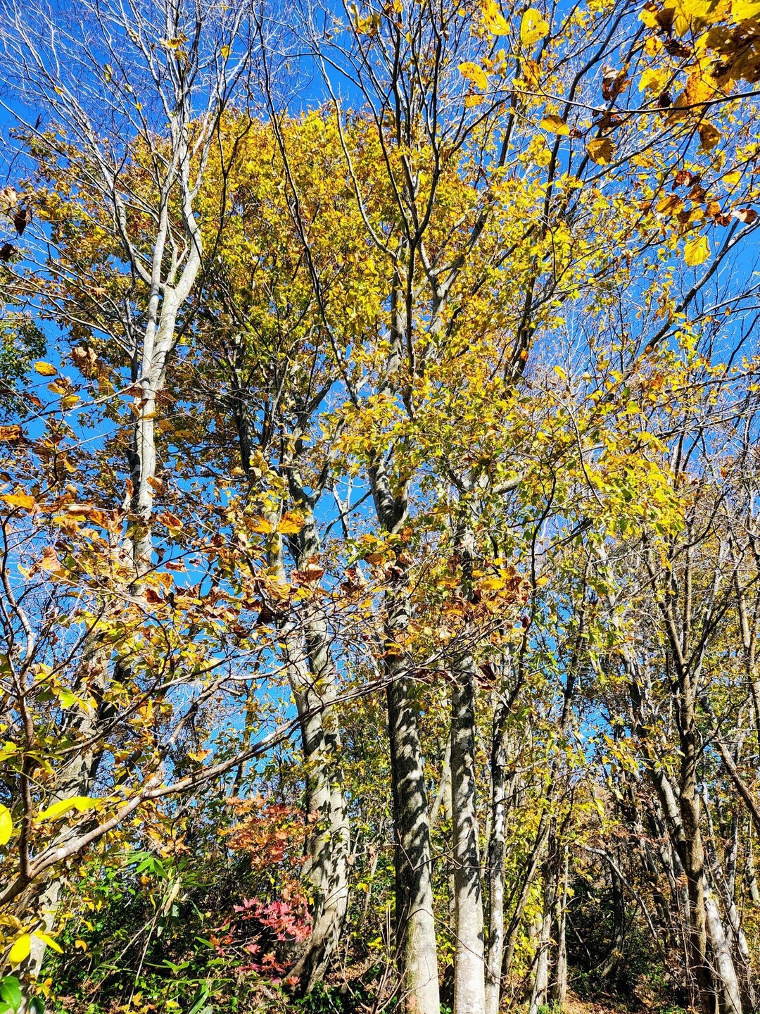 鋸山 / kokoさんの鋸山・三ノ峠山・八方台の活動データ | YAMAP / ヤマップ