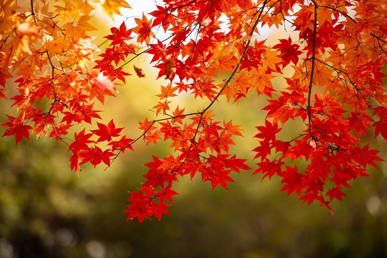 山に行かなくてもね 秋は楽しめてしまう。... / sao_reeさんのモーメント | YAMAP / ヤマップ