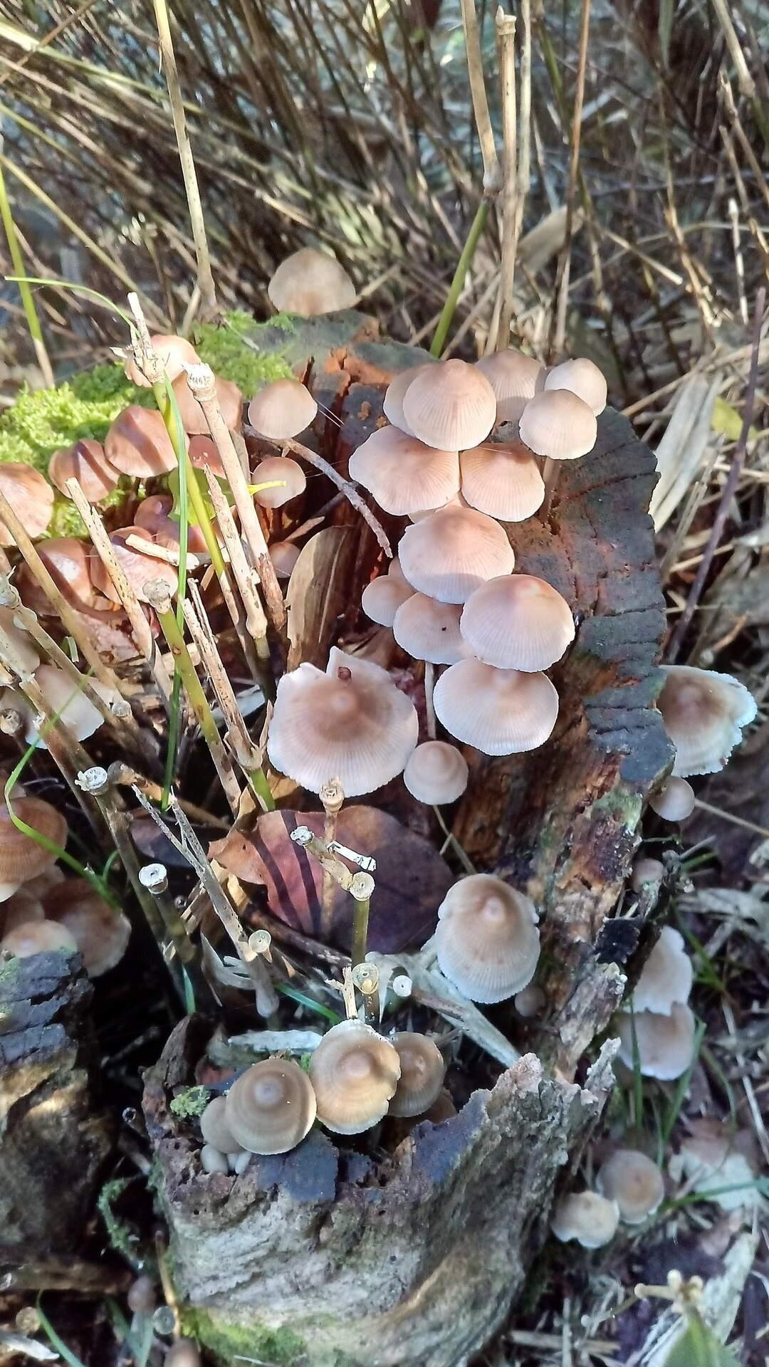 ひとり六甲最高峰B'🍄 / 23takaさんの六甲山・長峰山・摩耶山の活動データ | YAMAP / ヤマップ