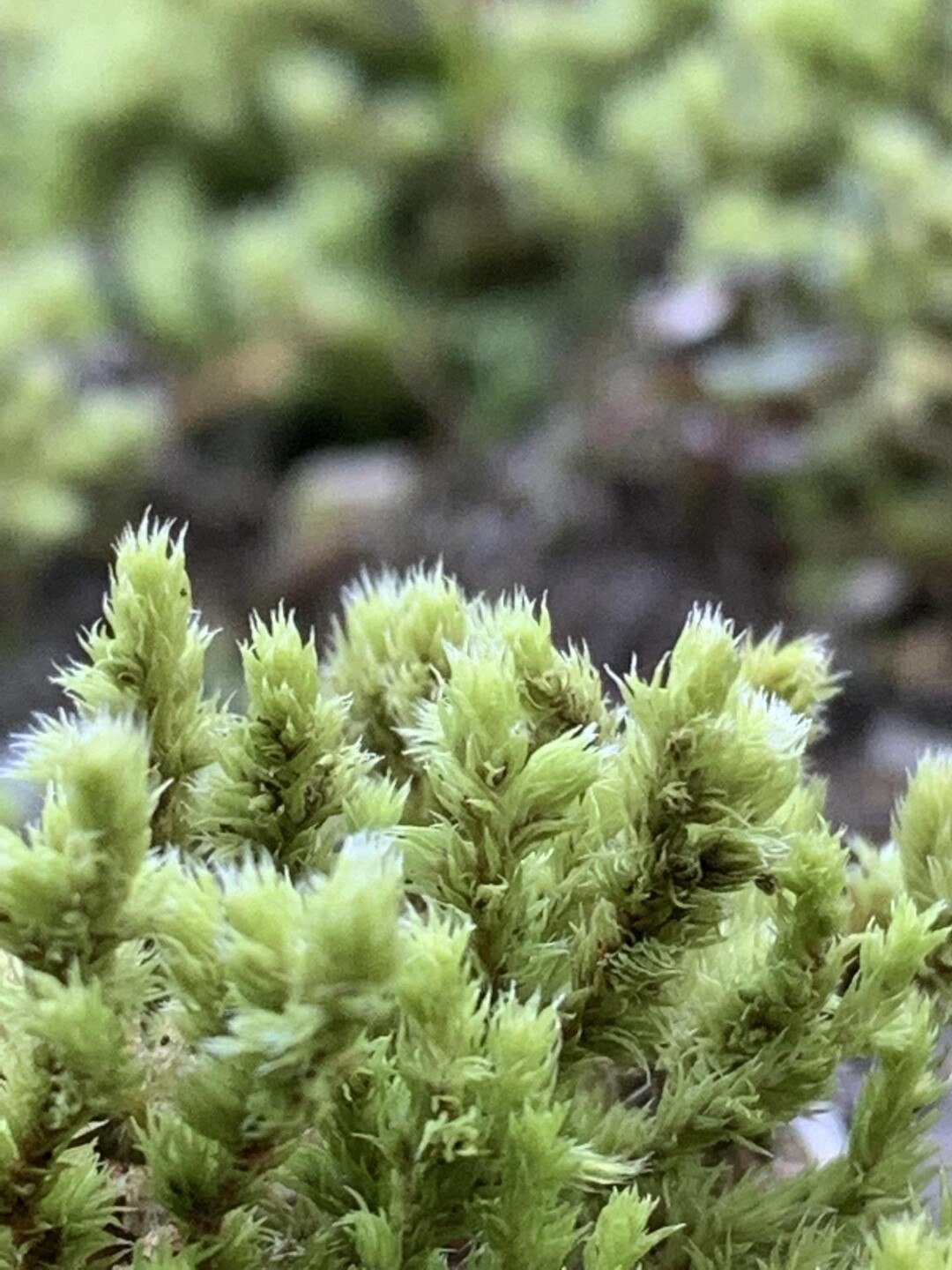 こわごわお山ひとり歩き💦 猪の🐗通っ... / seekaさんのモーメント | YAMAP / ヤマップ