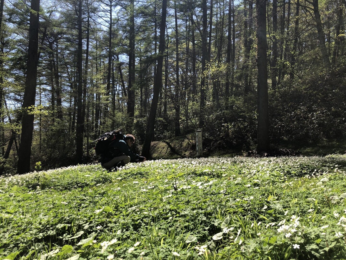 西ノ物見 / yo-fuさんの霊山の活動データ | YAMAP / ヤマップ