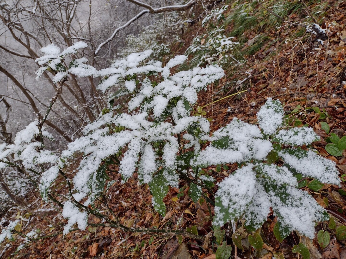 角田山 First Snow ️ / Andrewさんの角田山の活動データ | YAMAP / ヤマップ