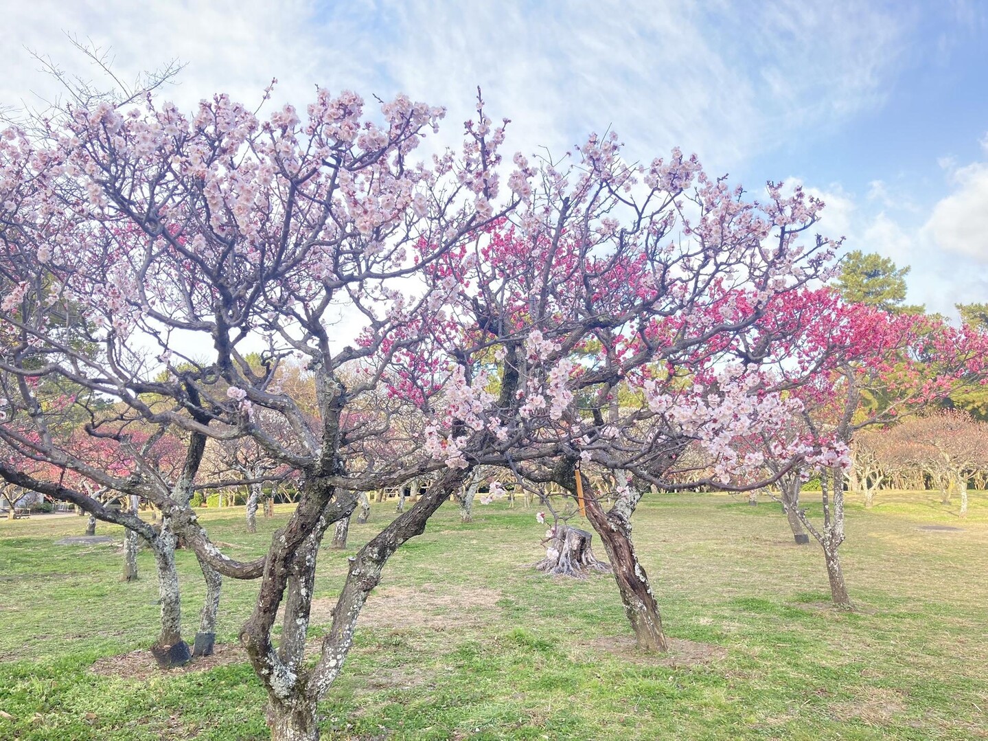 土曜の朝。空気は冷たいが、梅林は春めく... / K.Sさんのモーメント | YAMAP / ヤマップ