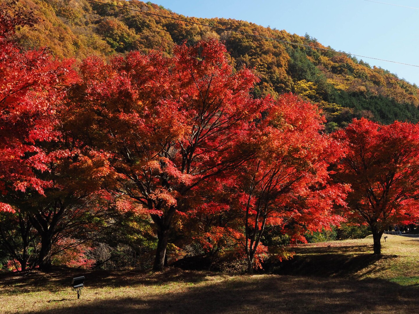 三つ峰・もみじ湖 / RYZさんの守屋山の活動データ | YAMAP / ヤマップ