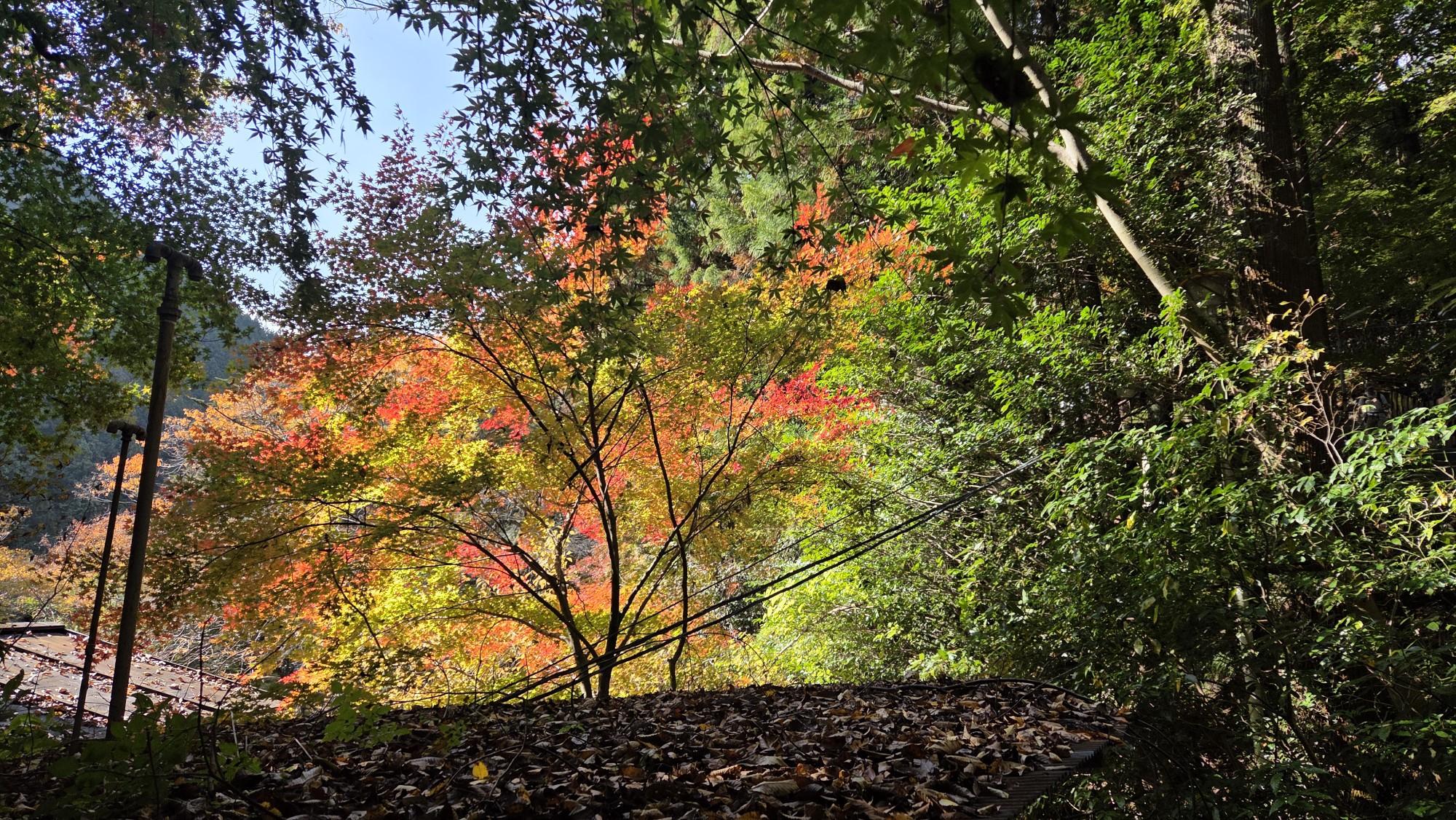 【大多摩WT】クリーンハイク🧹 / manchildさんの大岳山・御岳山・御前山の活動データ | YAMAP / ヤマップ