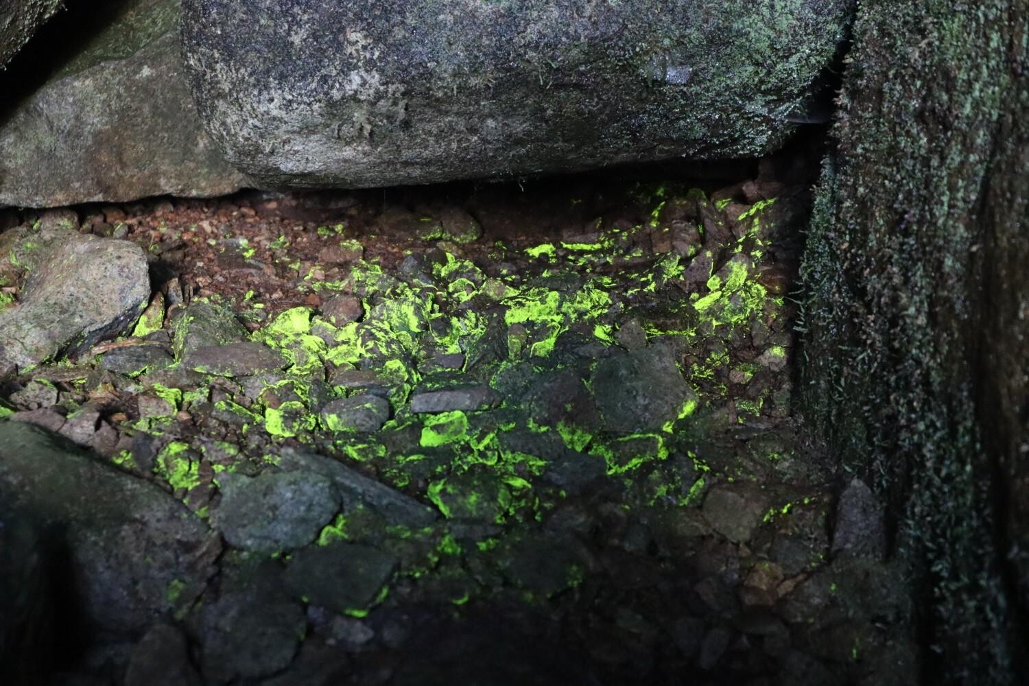 気になってた笠置山 / hiro k-.-pさんの笠置山の活動日記 | YAMAP / ヤマップ