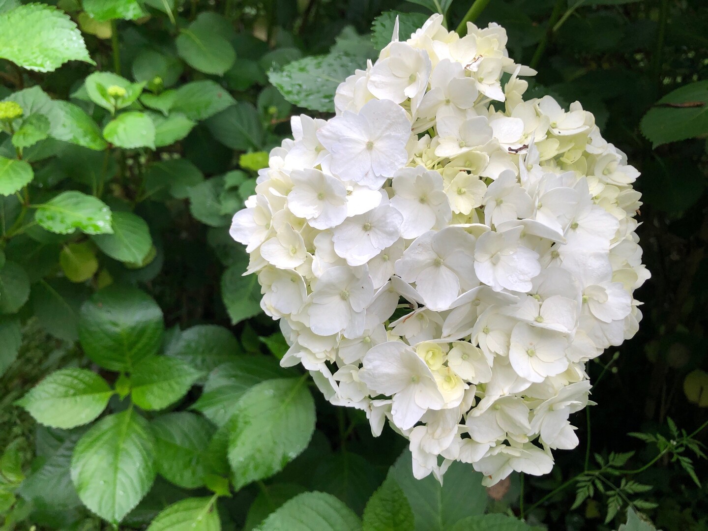 活動日記をアップしようとすると落ちちゃっ... / まぁこ*さんのモーメント | YAMAP / ヤマップ