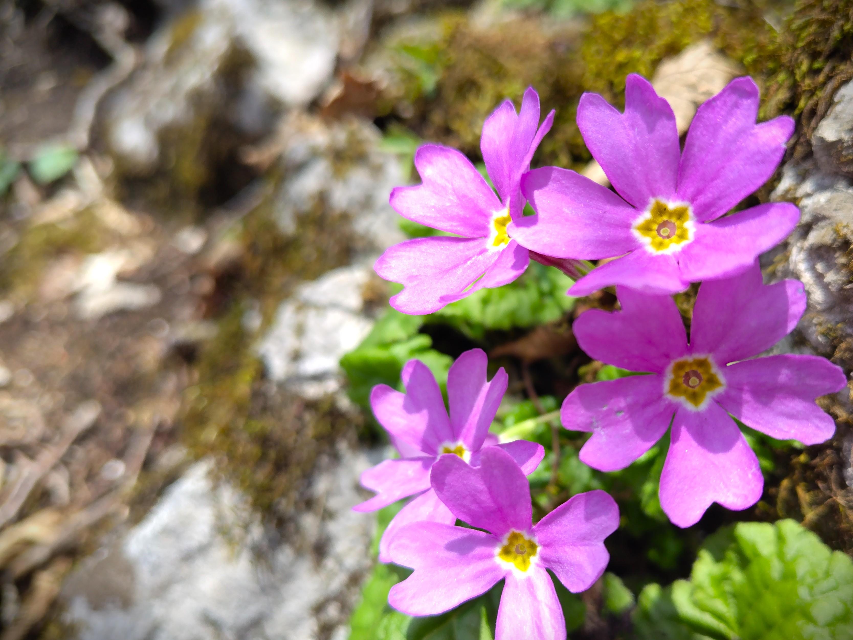 【東海の百山】小舟伏山・舟伏山 / TOMTOMさんの舟伏山の活動データ | YAMAP / ヤマップ