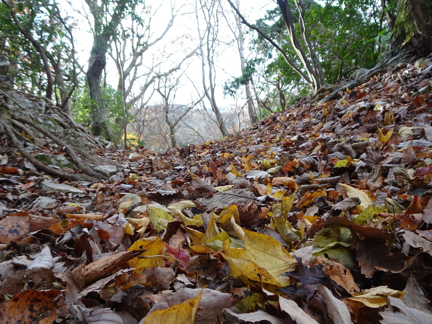 久々の聖宝寺ルートで藤原岳へGo😉 / 梨丸さんの藤原岳・御池岳の活動データ | YAMAP / ヤマップ