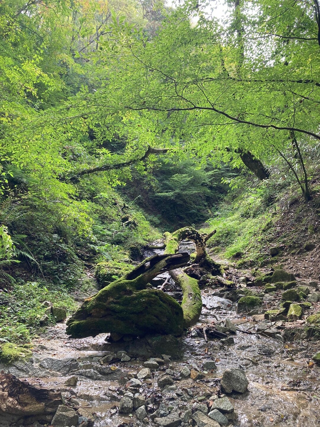 金剛山・久しぶりのモミジ谷ピストン / ゆめさんの金剛山・二上山・大和葛城山の活動データ | YAMAP / ヤマップ