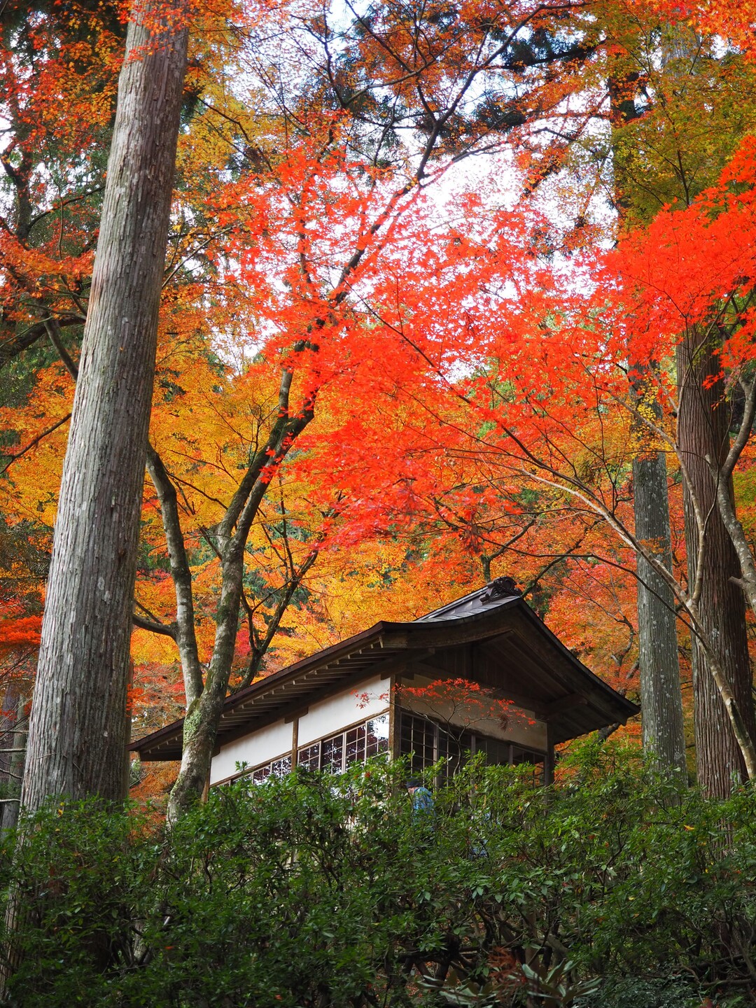 紅葉狩り第2弾 / 真ちゃんJI-JIさんのウォーキングの活動日記 | YAMAP / ヤマップ