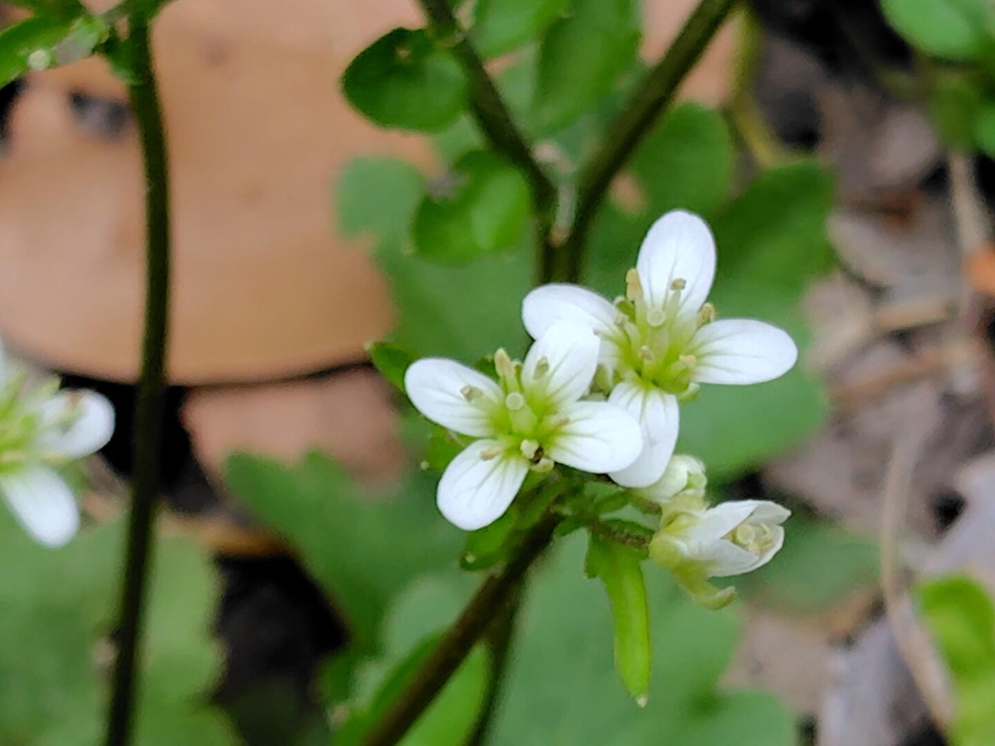 六ヶ岳ミニ周回コース / k339さんの六ヶ岳の活動データ | YAMAP / ヤマップ