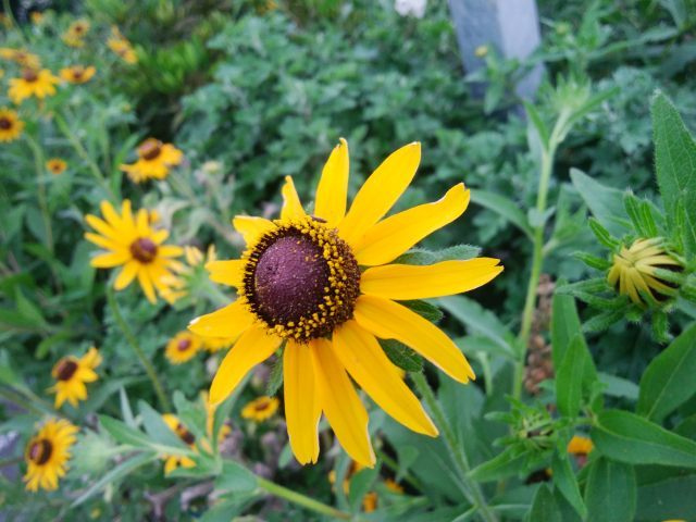 6月清水山トレ / 縄文とうちゃんさんの清水山・丸山・古僧都山の活動データ | YAMAP / ヤマップ