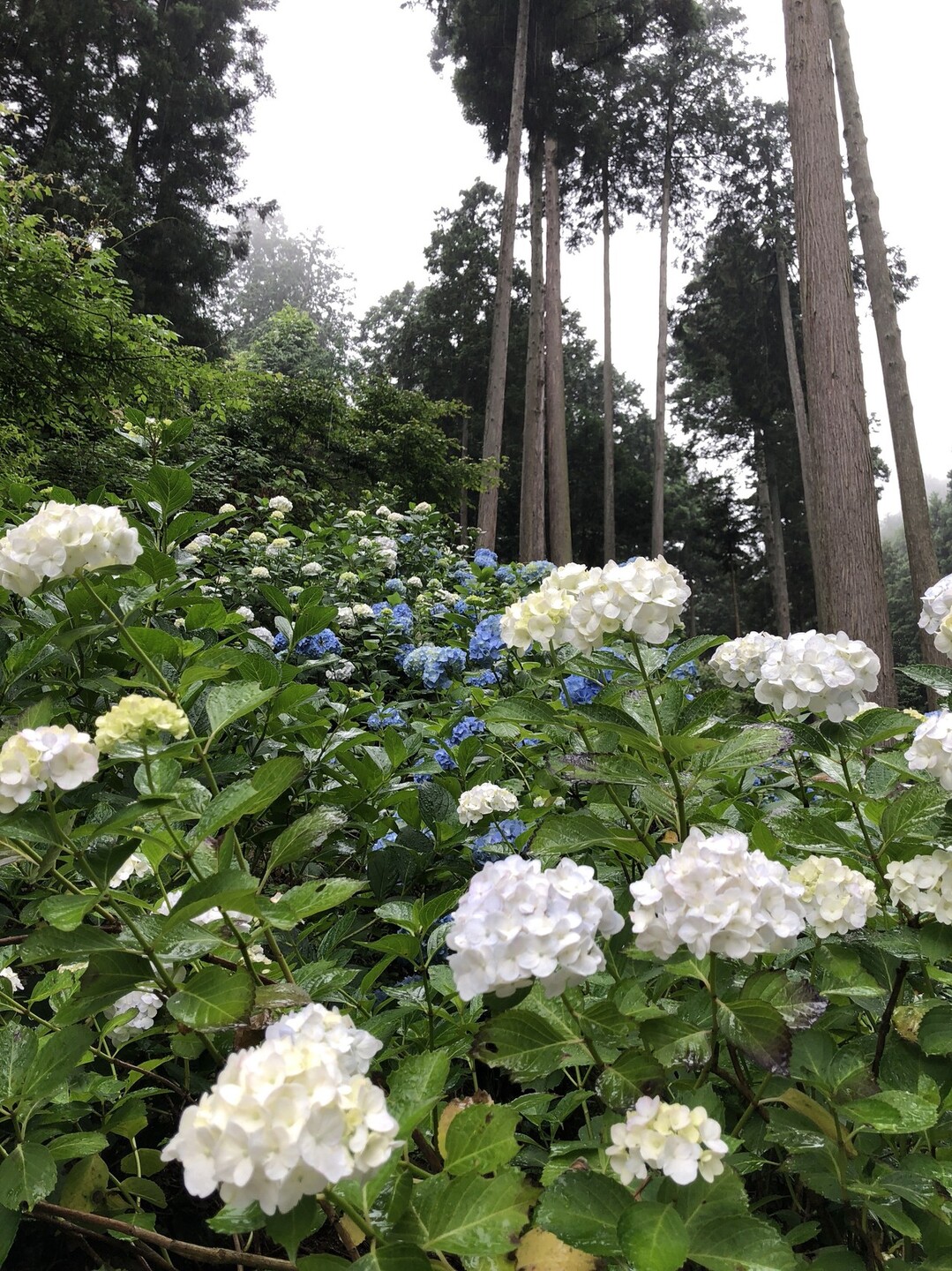 毎年恒例⁉️南沢あじさい山 / conyさんの大岳山・御岳山・御前山の活動データ | YAMAP / ヤマップ