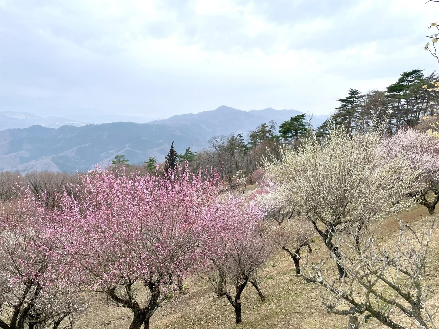 宝登山 長瀞アルプス / hi_ro.69さんの宝登山・長瀞アルプス・不動山・陣見山・鐘撞堂山の活動データ | YAMAP / ヤマップ