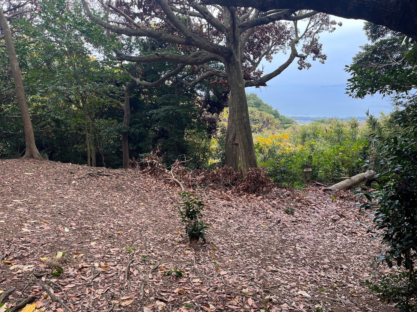 nekodakeさんの投稿したフィールドメモ | YAMAP / ヤマップ