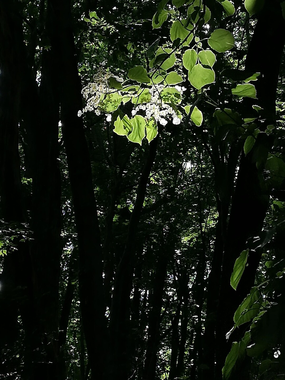 瀞台（馬追山） / aripapaさんの馬追丘陵・長官山・瀞台（馬追山）の活動データ | YAMAP / ヤマップ