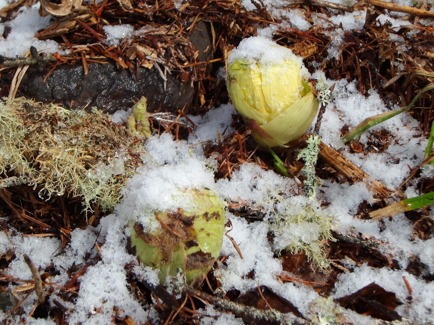 スイッチ入らないから仁頃山 / Arcさんの仁頃山の活動データ | YAMAP / ヤマップ