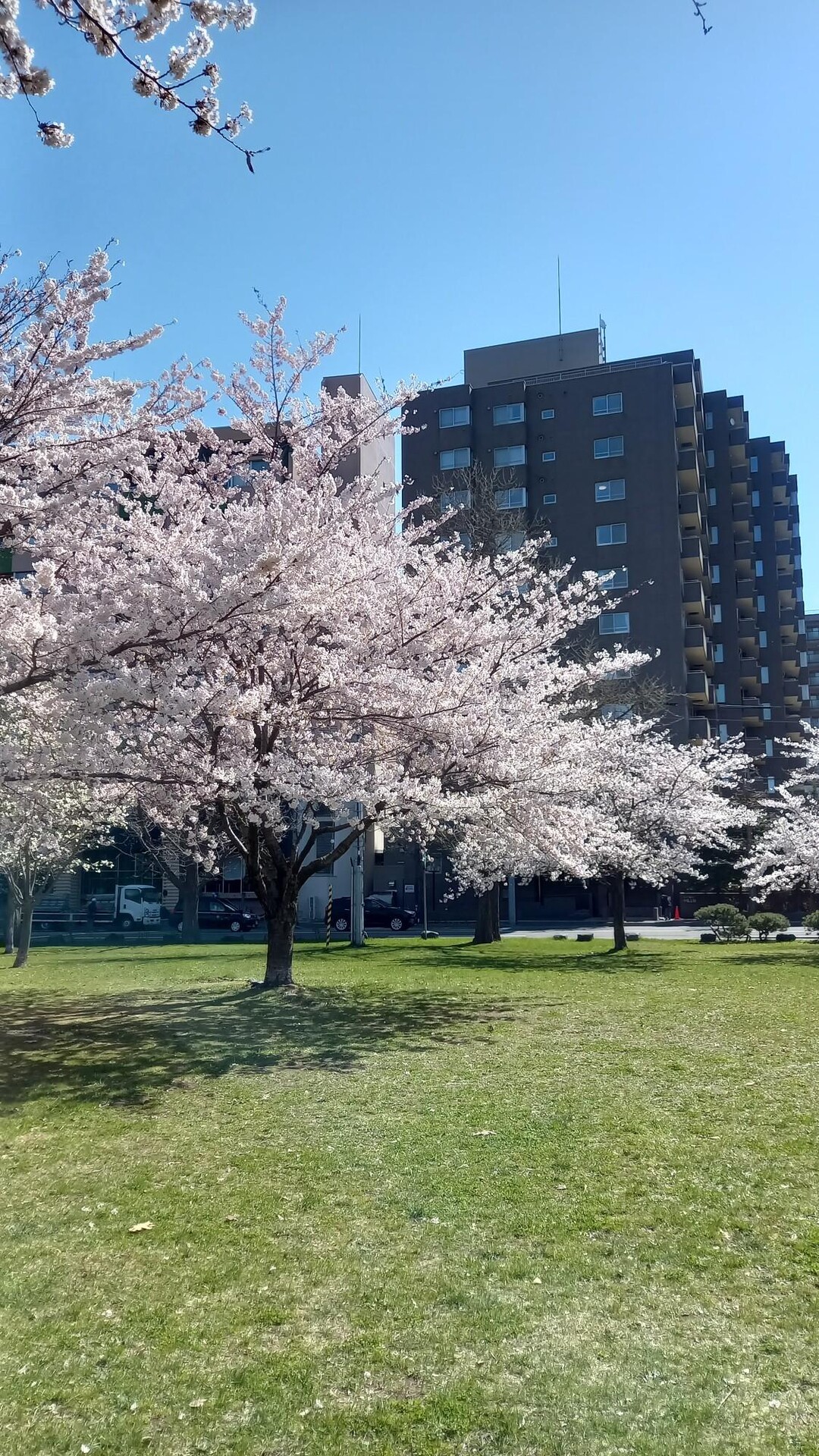 昨日の中島公園の桜です😊 🌸満開🌸... / さとさんのモーメント | YAMAP / ヤマップ