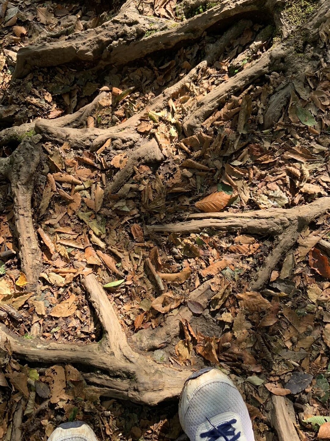 筑波山にて。煙草の吸殻！？だと思ったら木... / mokoさんのモーメント | YAMAP / ヤマップ