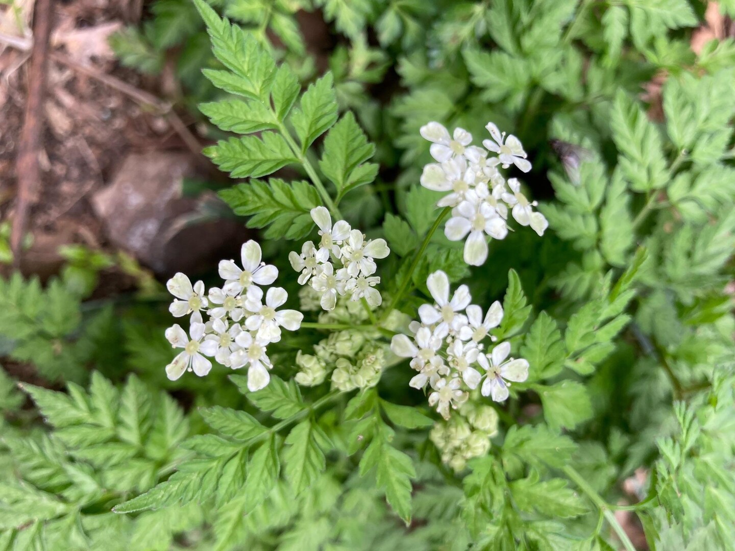 三日月山・立花山・松尾山・白岳 / sho-koしょうこさんの立花山・三日月山・城ノ越山の活動データ | YAMAP / ヤマップ