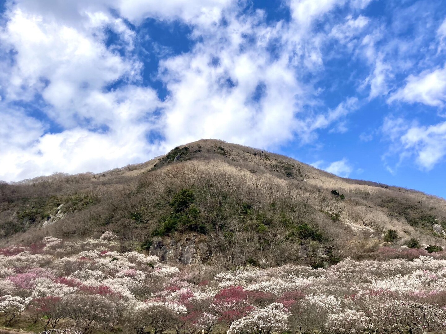 幕山(2) / miiさんの幕山・南郷山の活動データ | YAMAP / ヤマップ