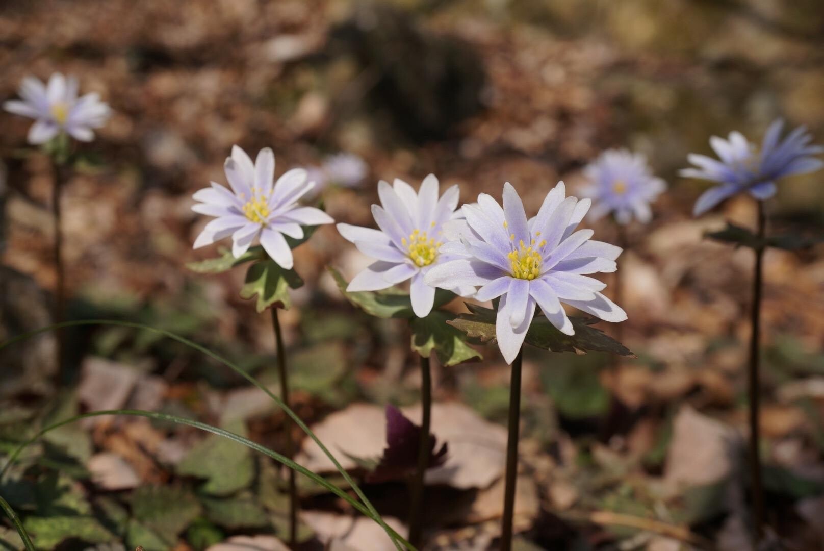 前回、咲いていなかった雪割一華を今回、も... / しんまGさんのモーメント | YAMAP / ヤマップ