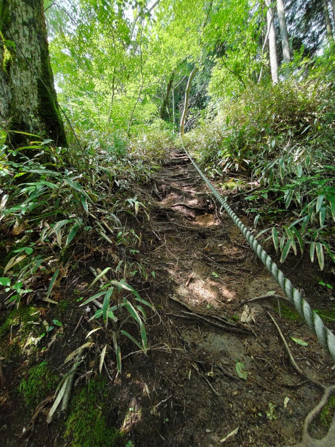 金剛山 サネ尾根ルート / T64さんの金剛山・二上山・大和葛城山の活動データ | YAMAP / ヤマップ