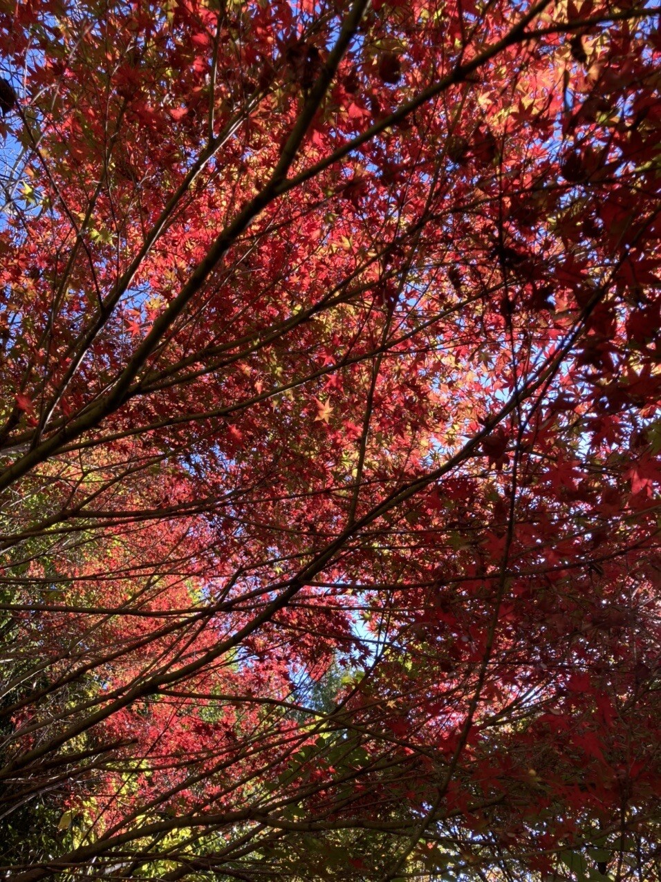 №39 紅葉の御領山(233m)と八丈岩 2021-11-03 / feel HAPPY?さんの福山市の活動日記 | YAMAP / ヤマップ