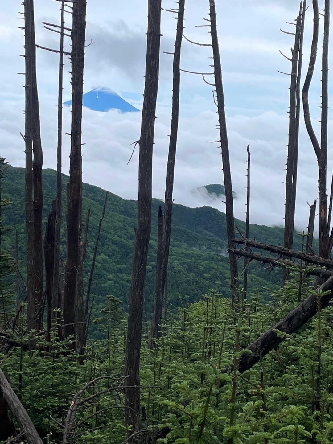 甲武信ヶ岳→国師ヶ岳→金峰山 / Shoji-nさんの甲武信ヶ岳の活動データ | YAMAP / ヤマップ