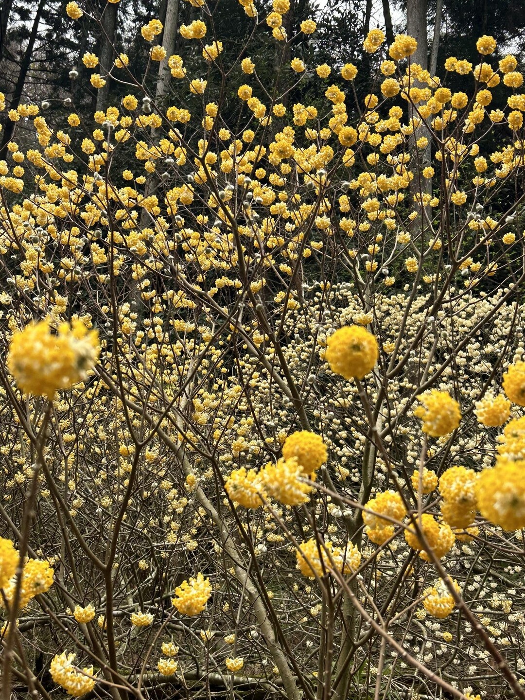 相州アルプス♪ / sayaさんの大山の活動データ | YAMAP / ヤマップ