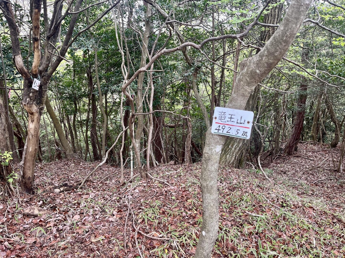 🐲信楽竜王山🐲2024 DRAGON TRAIL⑯ / Lucky Jr.さんの岩尾山の活動データ | YAMAP / ヤマップ