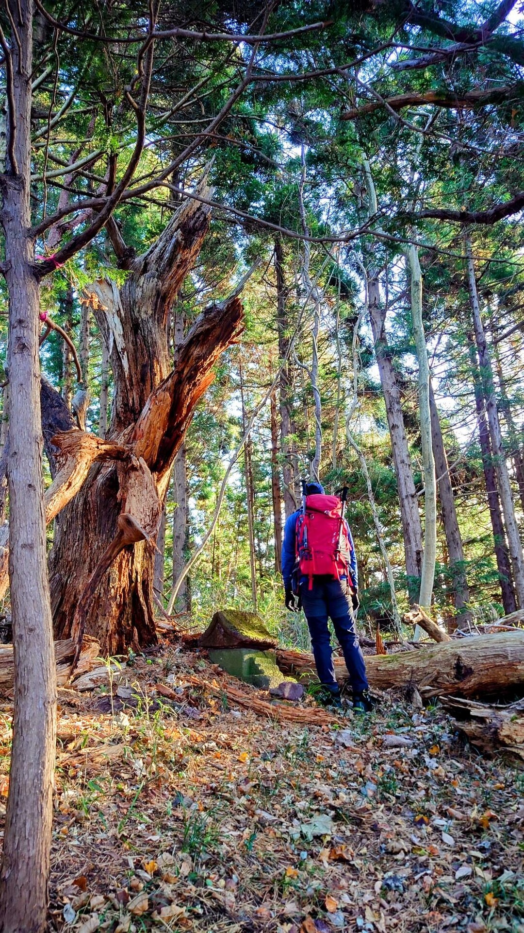 POKAさんの投稿したフィールドメモ | YAMAP / ヤマップ