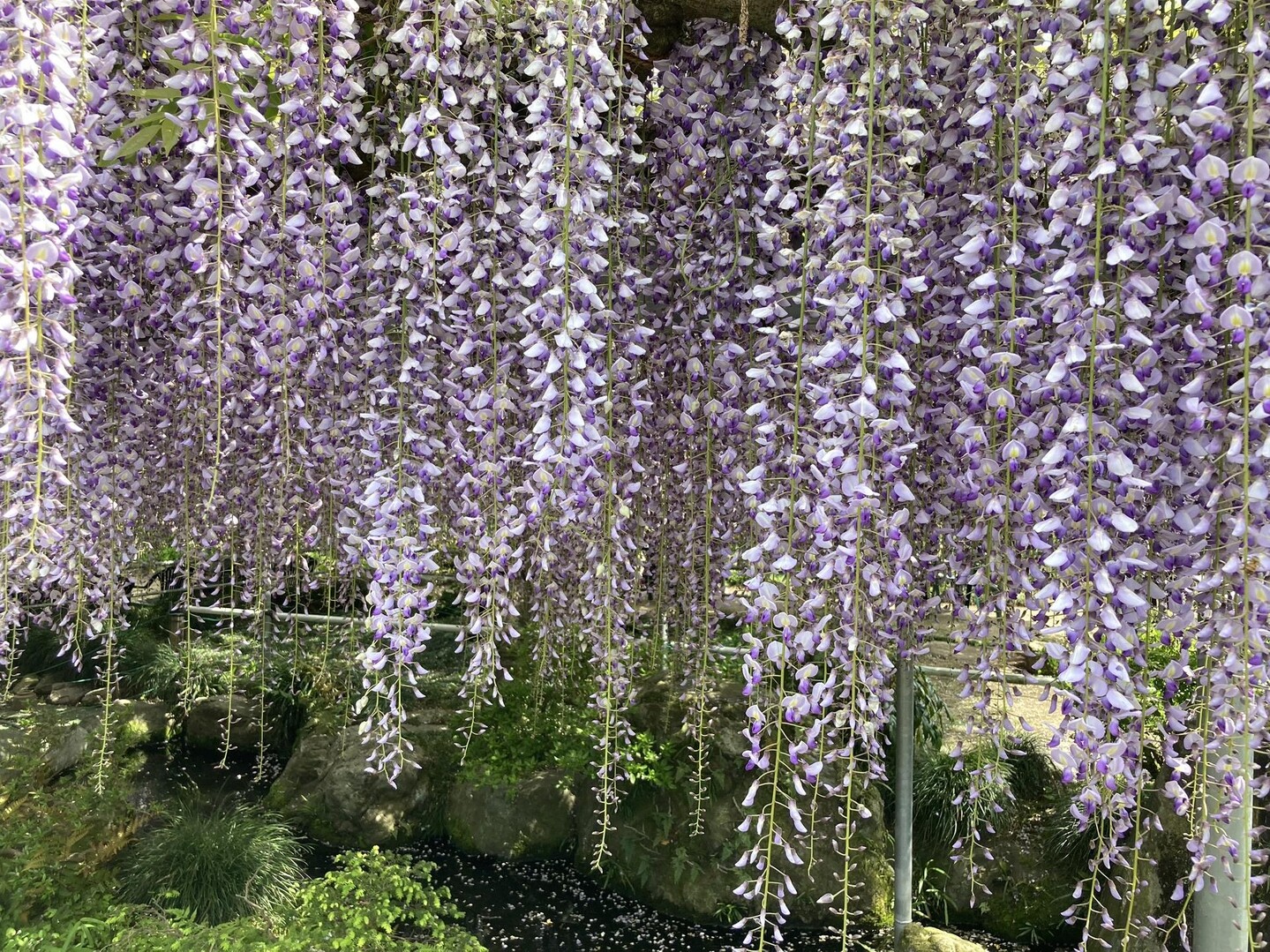 GW中に撮ったのですがフジが満開でした ... / ぐっさんさんのモーメント | YAMAP / ヤマップ