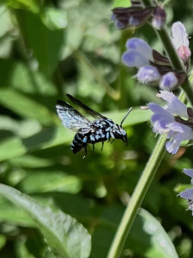 堂山ブルービーいたが、、、😭 / KOZO.Mさんの六ッ目山・堂山・伽藍山の活動データ | YAMAP / ヤマップ