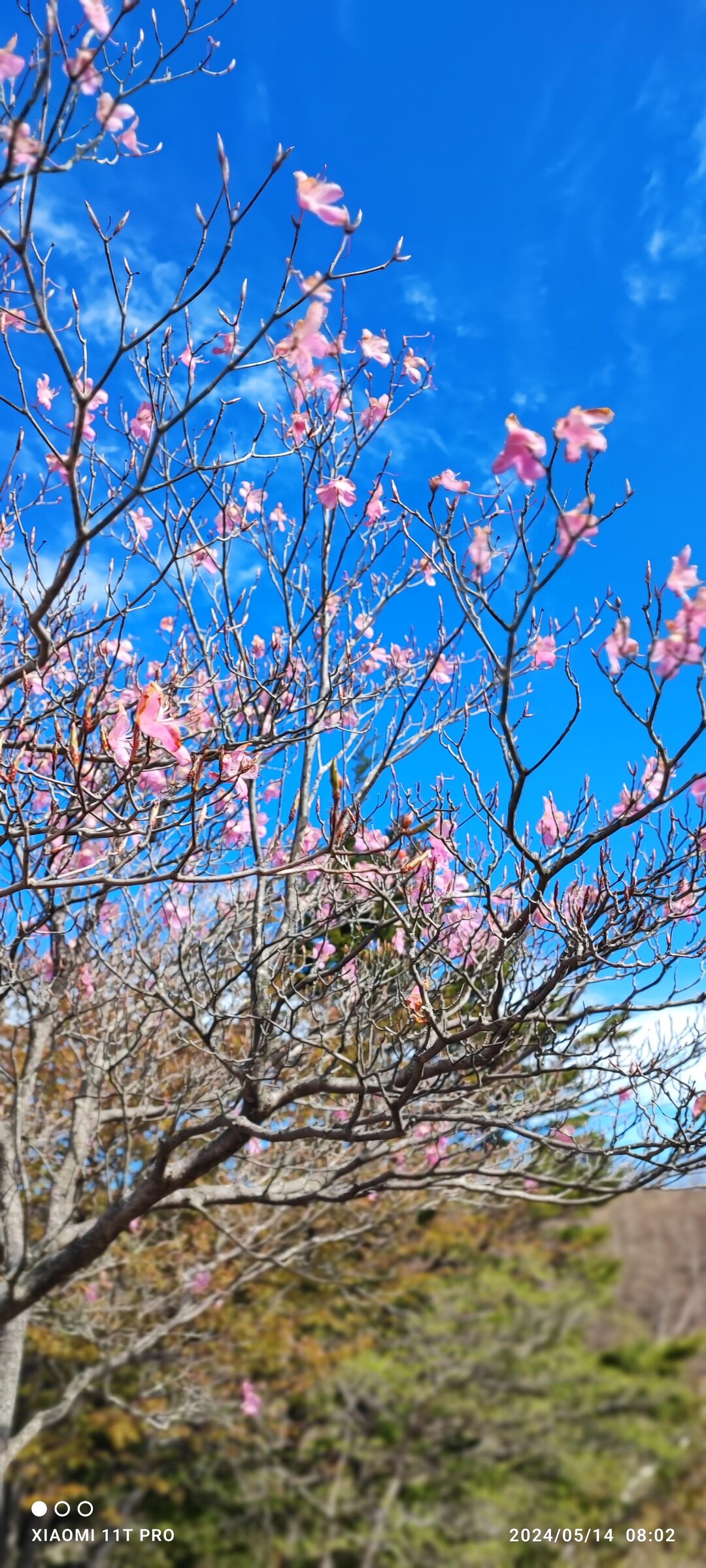 Aoiのページ | YAMAP / ヤマップ