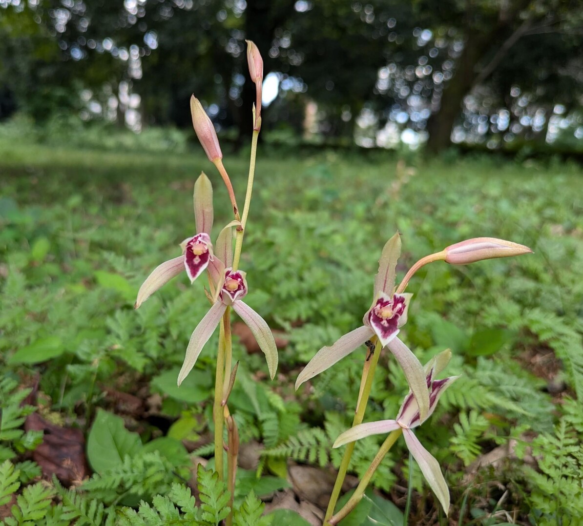 公園のマヤラン いつもの公園にも咲いて... / ashさんのモーメント | YAMAP / ヤマップ